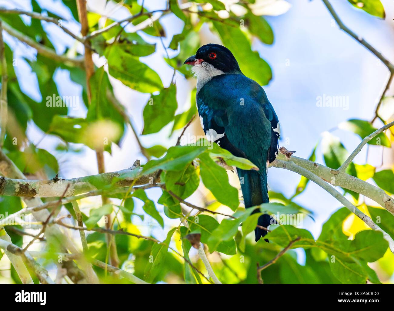 The colorful Cuban Trogon (Priotelus temnurus) is the National Bird of ...