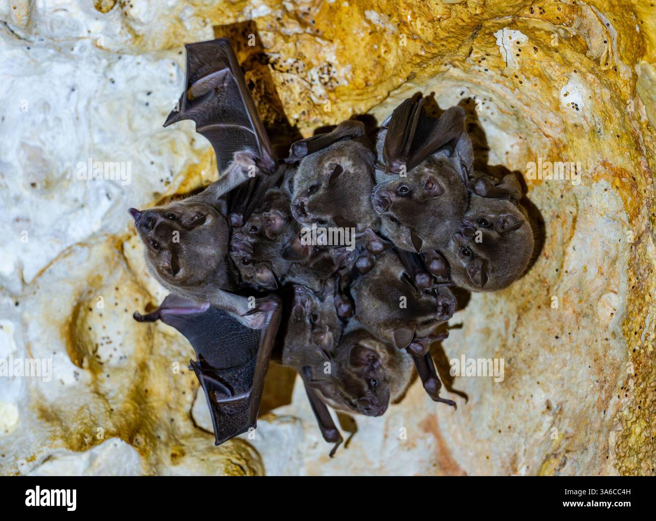 Bat cave cuba hi-res stock photography and images - Alamy
