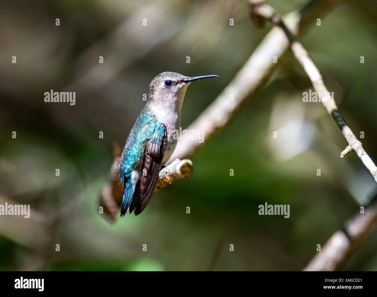 Cuban bee hummingbird hi-res stock photography and images - Alamy