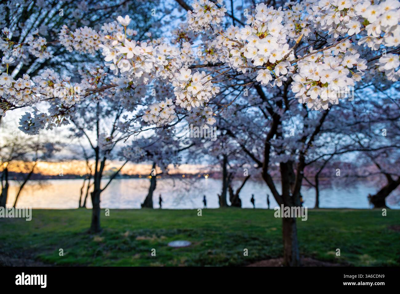 WASHINGTON DC, United States — Visitors enjoy the early bloom of cherry ...