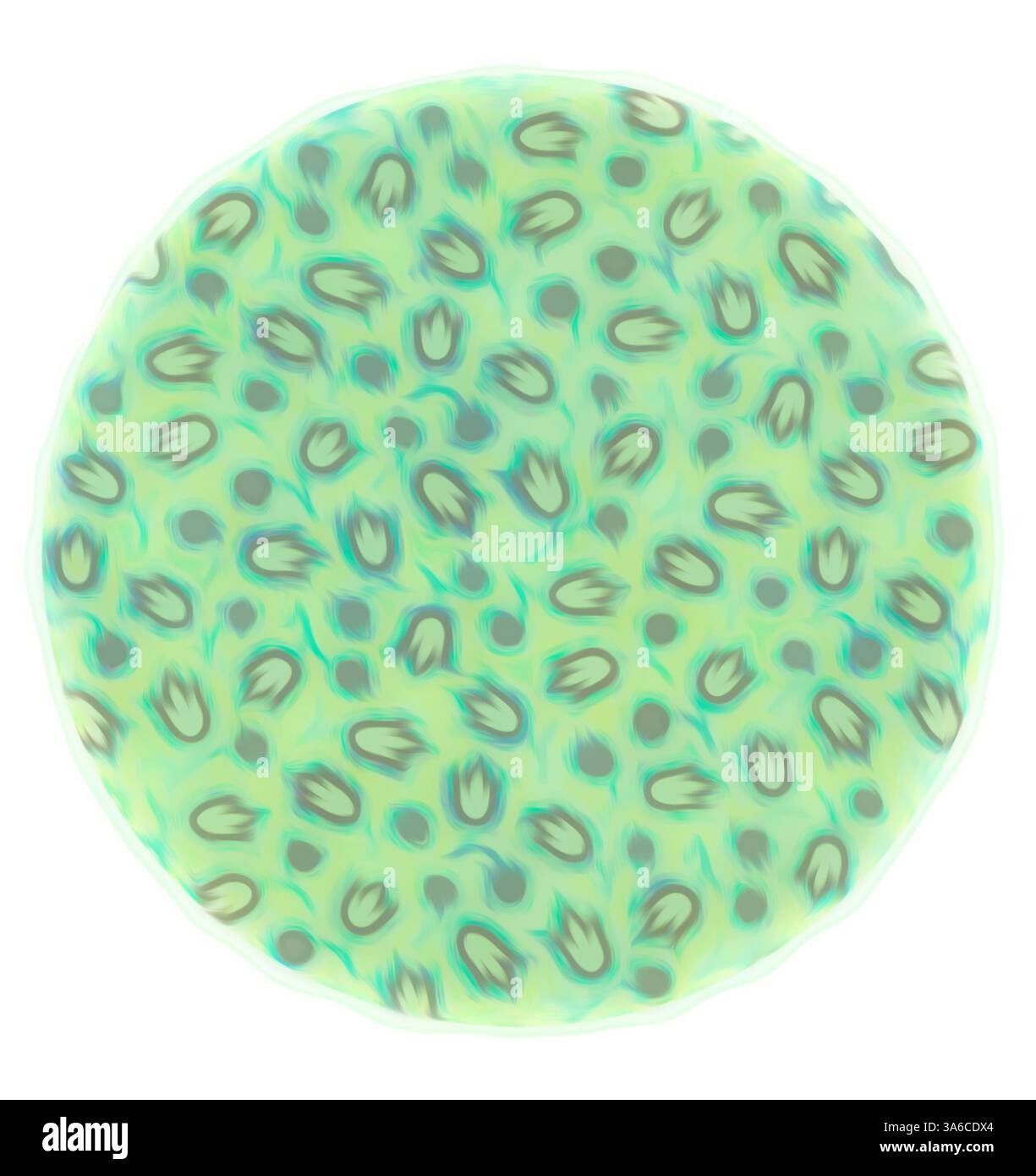 Plant cells microscopic hi-res stock photography and images - Alamy
