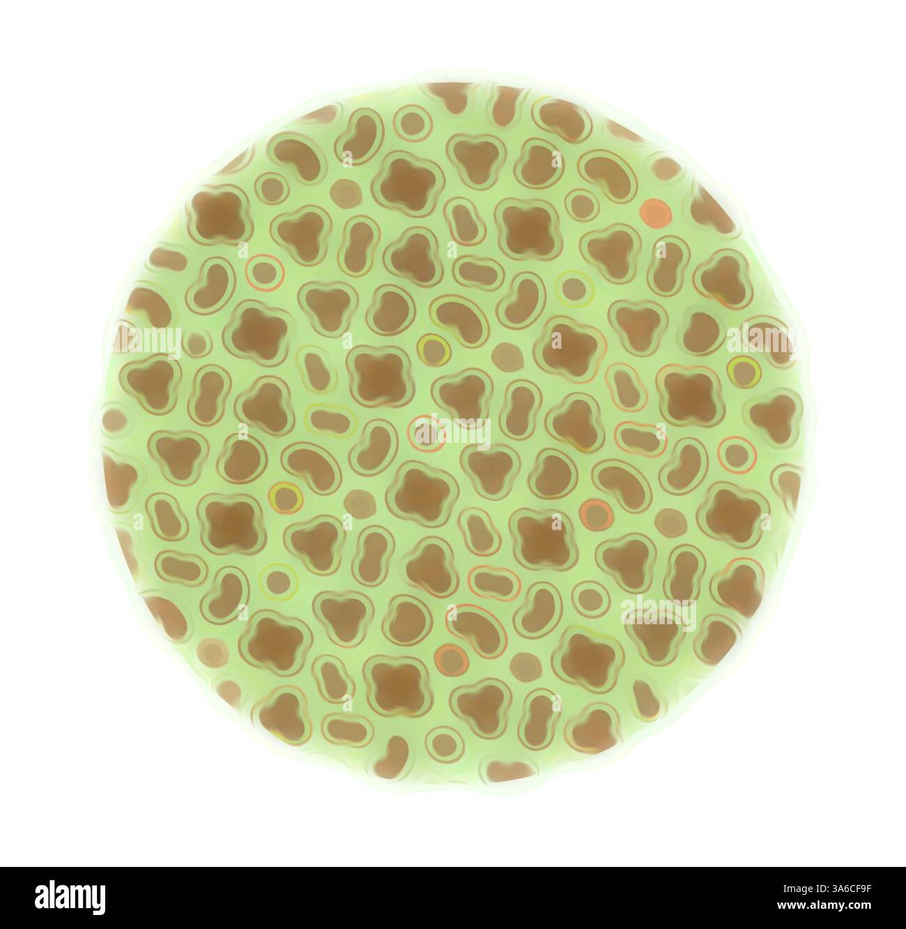 Plant cells microscopic hi-res stock photography and images - Alamy