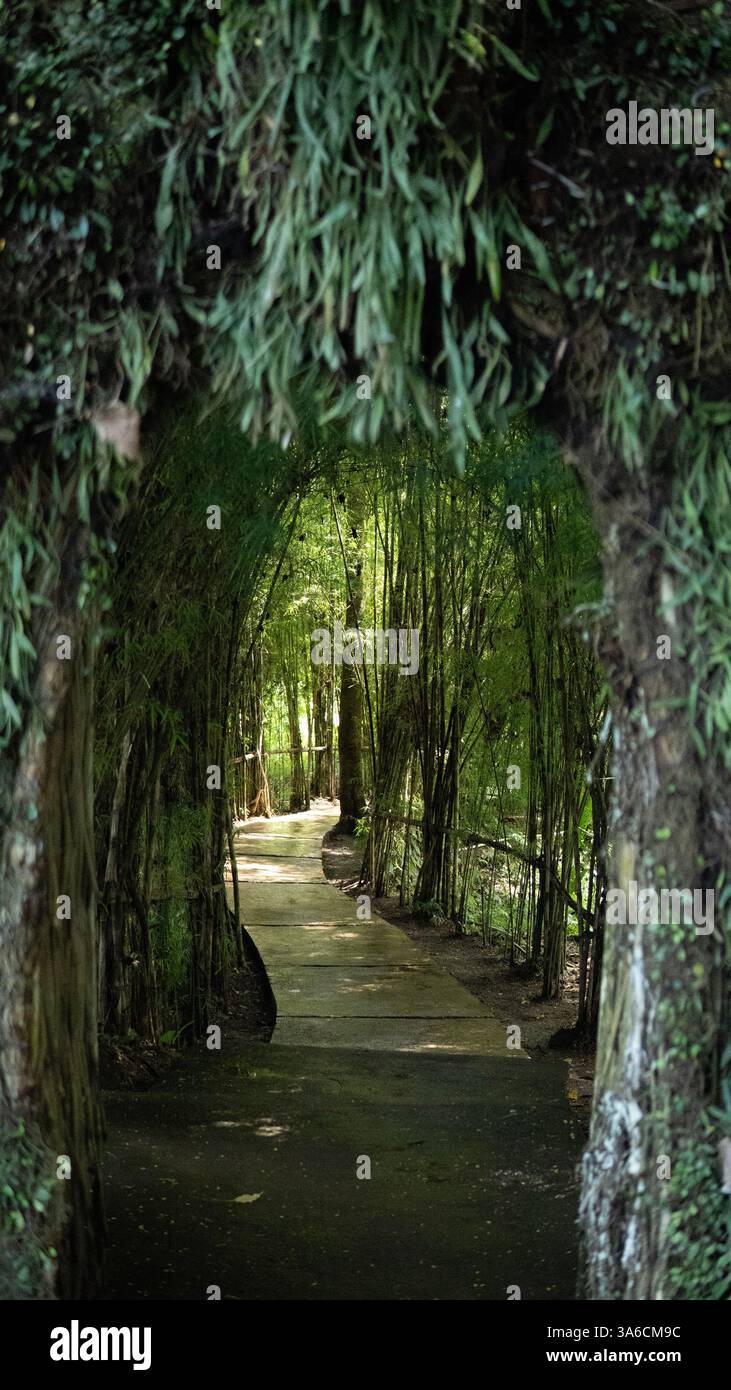 Suwat waterfall, Bali. The path leading to these waterfalls on Bali ...