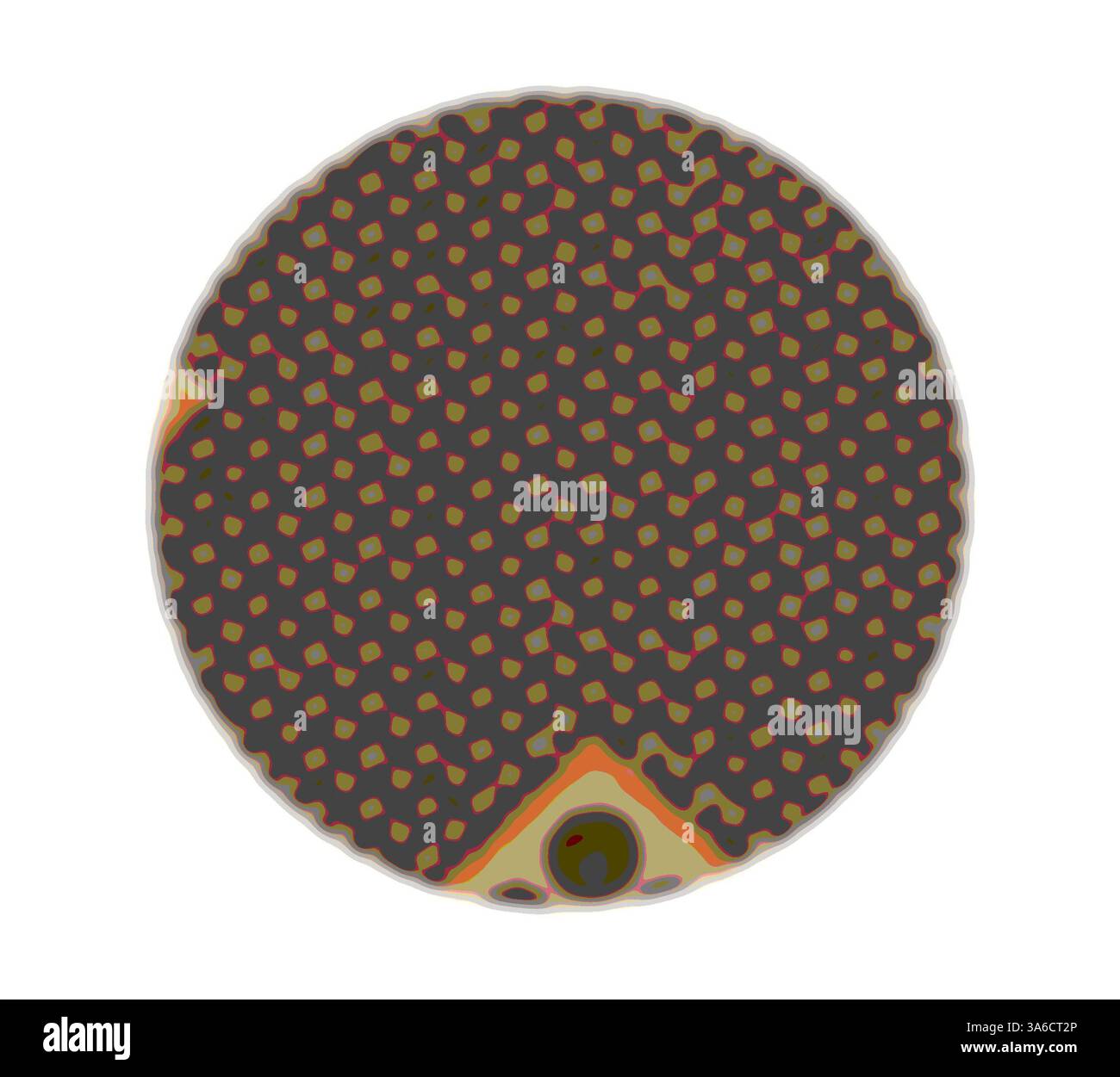 Tessellated shapes in hi-res stock photography and images - Alamy