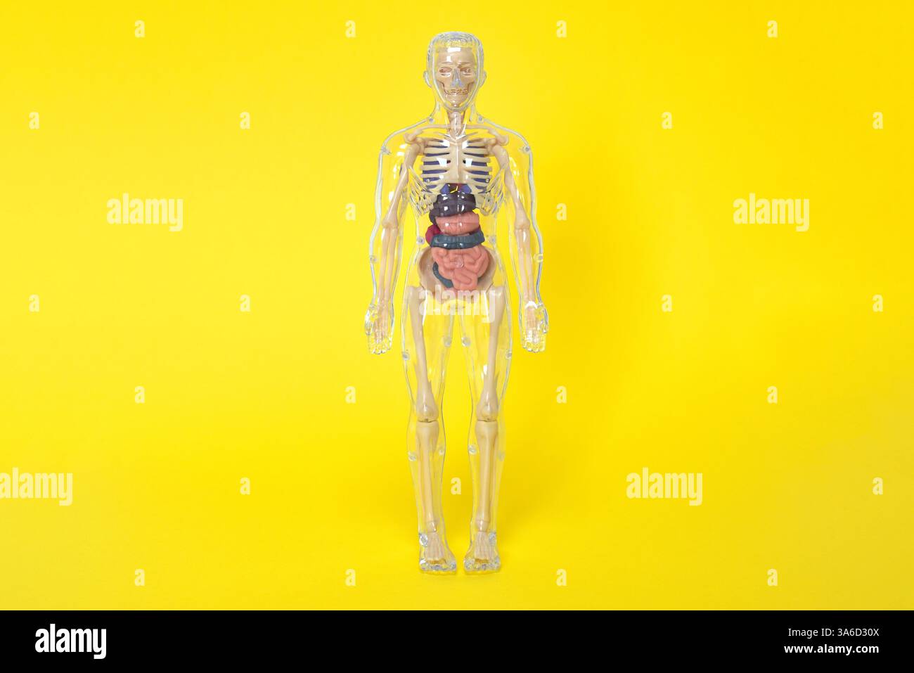 Squelette et mise en place des organes pour école Stock Photo - Alamy