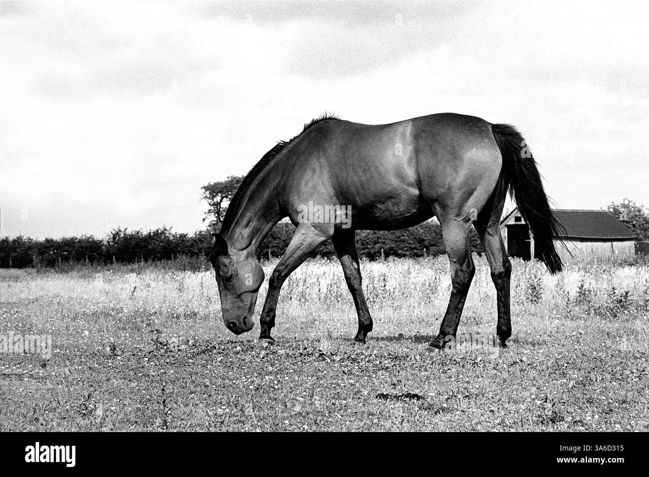 Red Rum on his Summer holiday in a Lancashire field Stock Photo - Alamy
