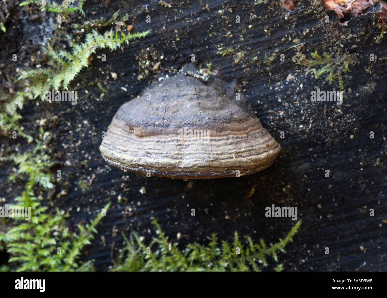 Hoof Fungus - Fomes Fomentarius Stock Photo - Alamy