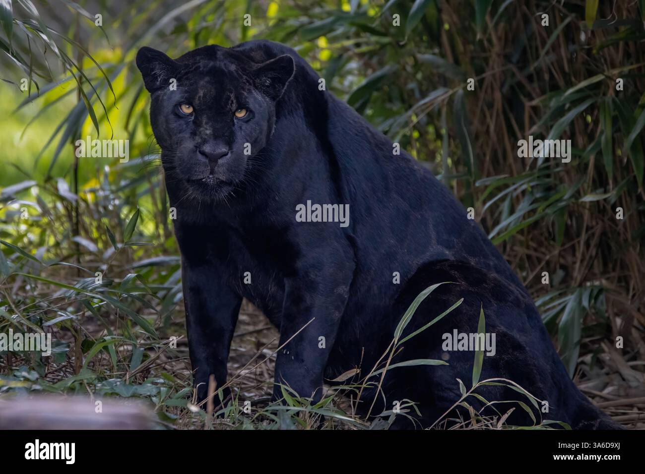 Black panther stare Stock Photo - Alamy