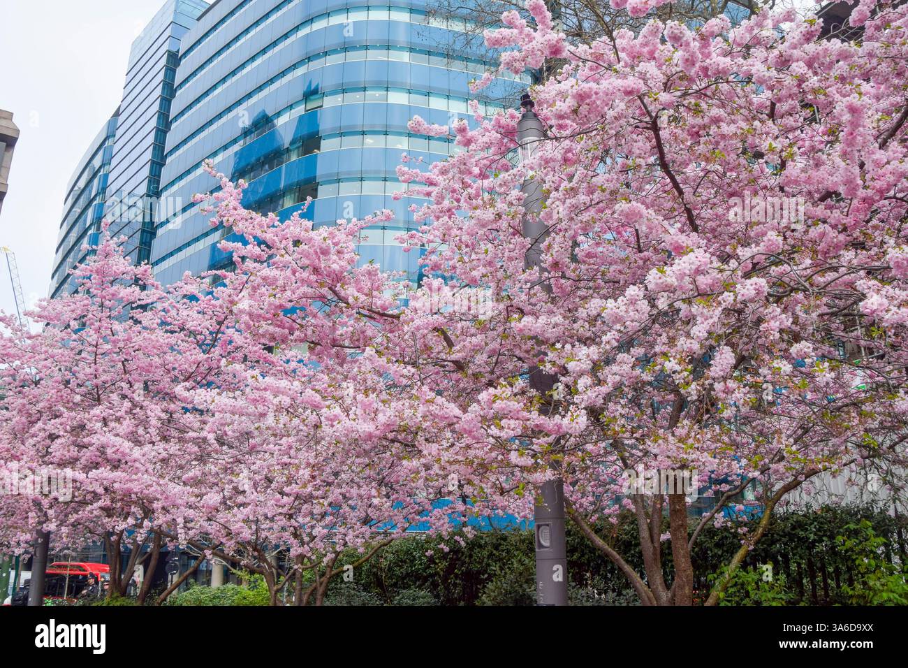 London, UK. 25th March 2025. Cherry blossom trees in bloom in Aldgate ...