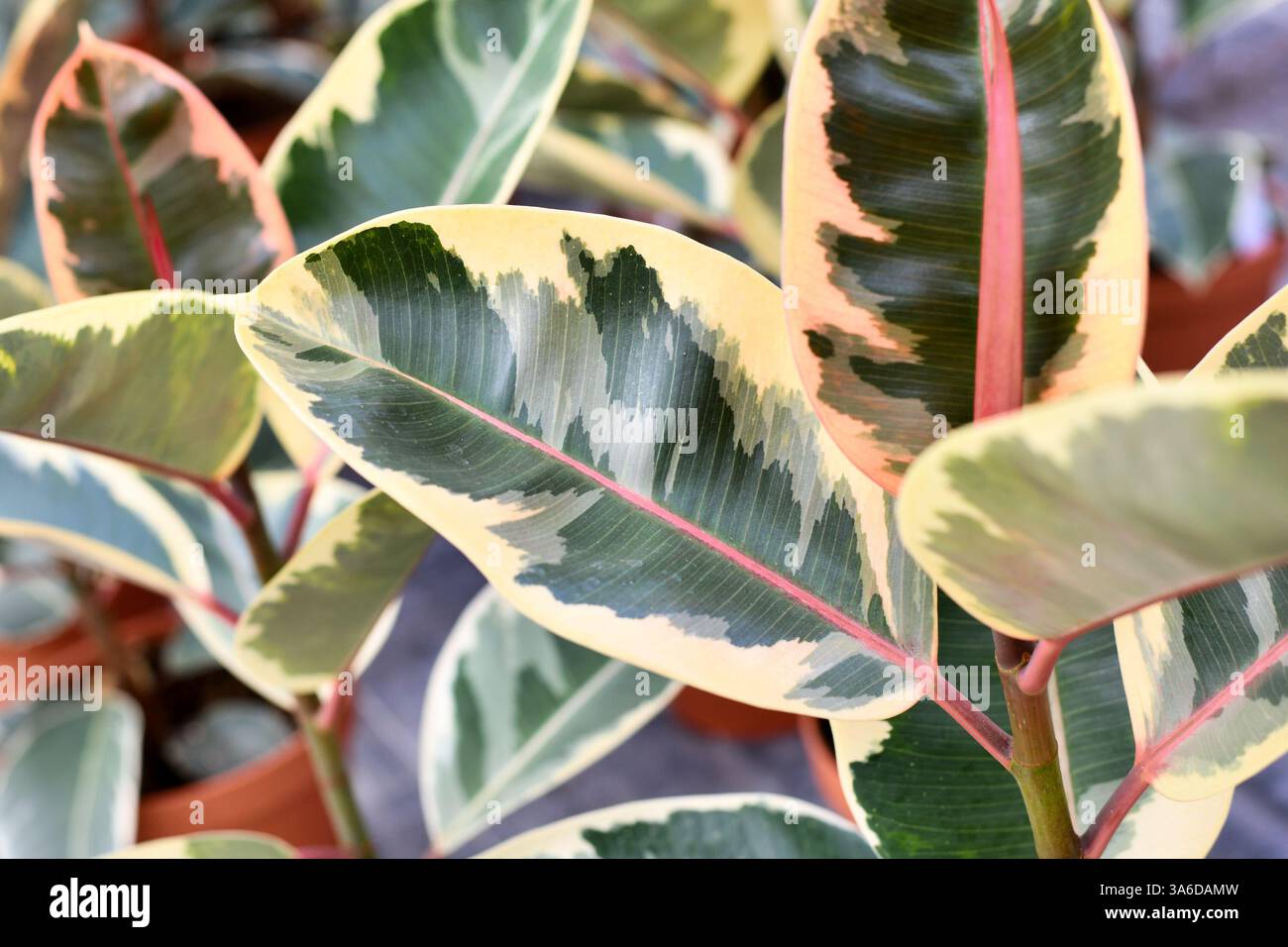 Close up of leaf of exotic a 'Ficus Elastica Variegata' rubber tree plant Stock Photo - Alamy