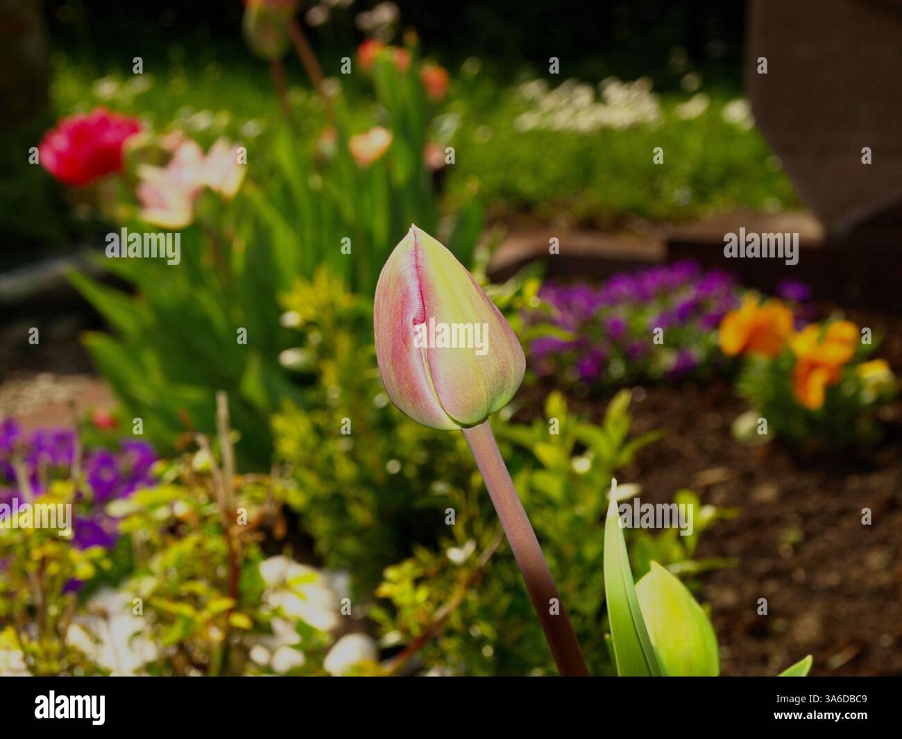 Random beautiful wild flower Stock Photo - Alamy
