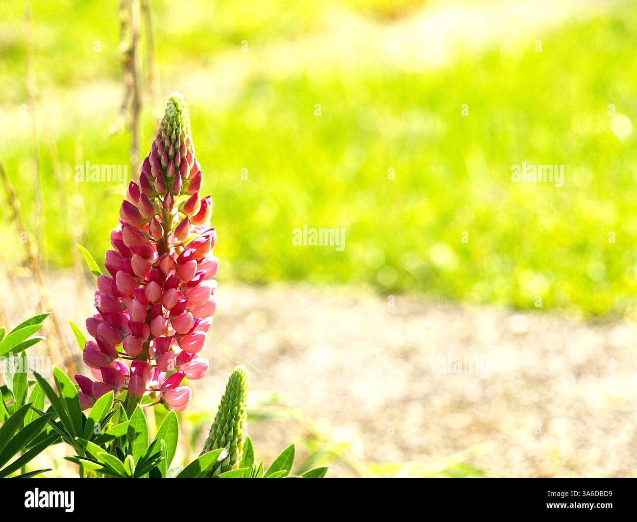 The beautiful pink lupin flower Stock Photo - Alamy