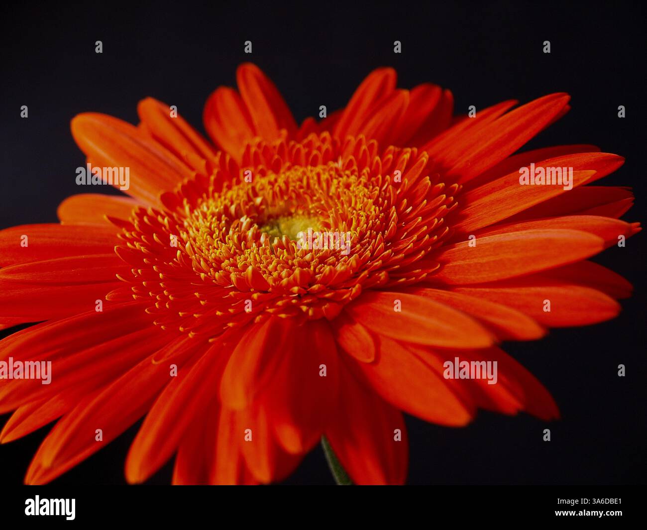 A very close and lovey orange gerber Stock Photo - Alamy