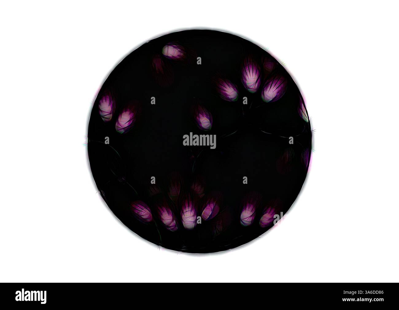 Haunting yet beautiful contrast hi-res stock photography and images - Alamy