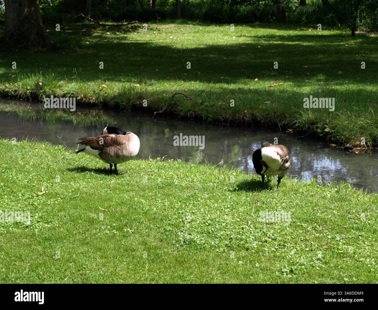 Two busy duck doing their body cleaning hygiene Stock Photo - Alamy