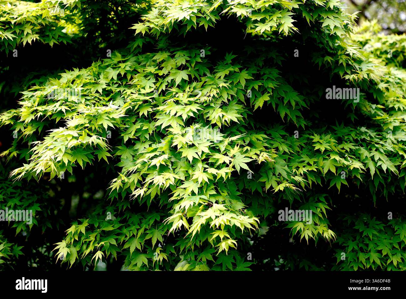 Close up of the rich green leaves of the Japanese maple acer palmatum ...