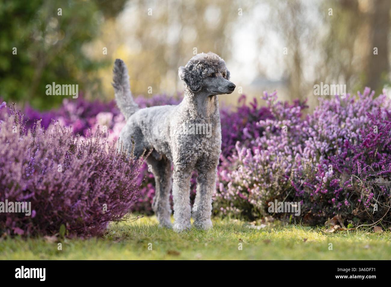 Royal Standard Poodle Stock Photo - Alamy