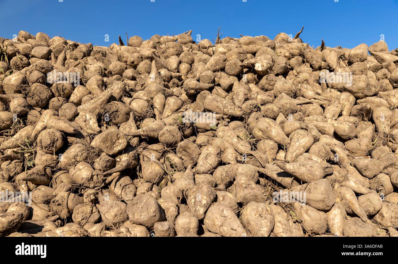 sugar beet after harvesting and preparation of beet transportation to ...