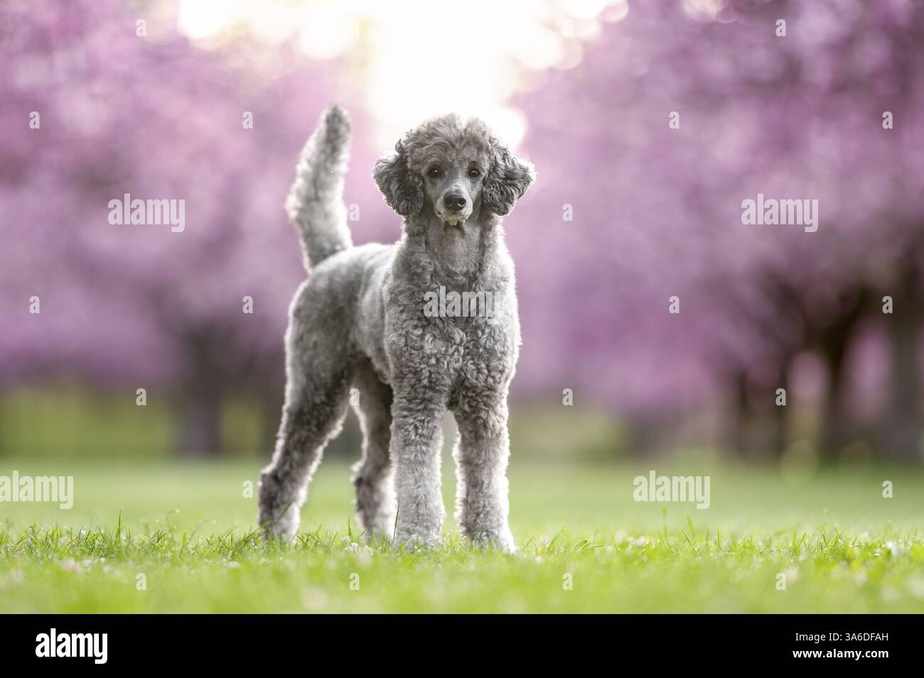 Royal Standard Poodle Stock Photo - Alamy