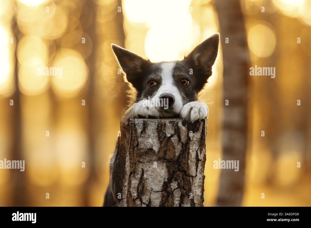 female Border Collie Stock Photo - Alamy