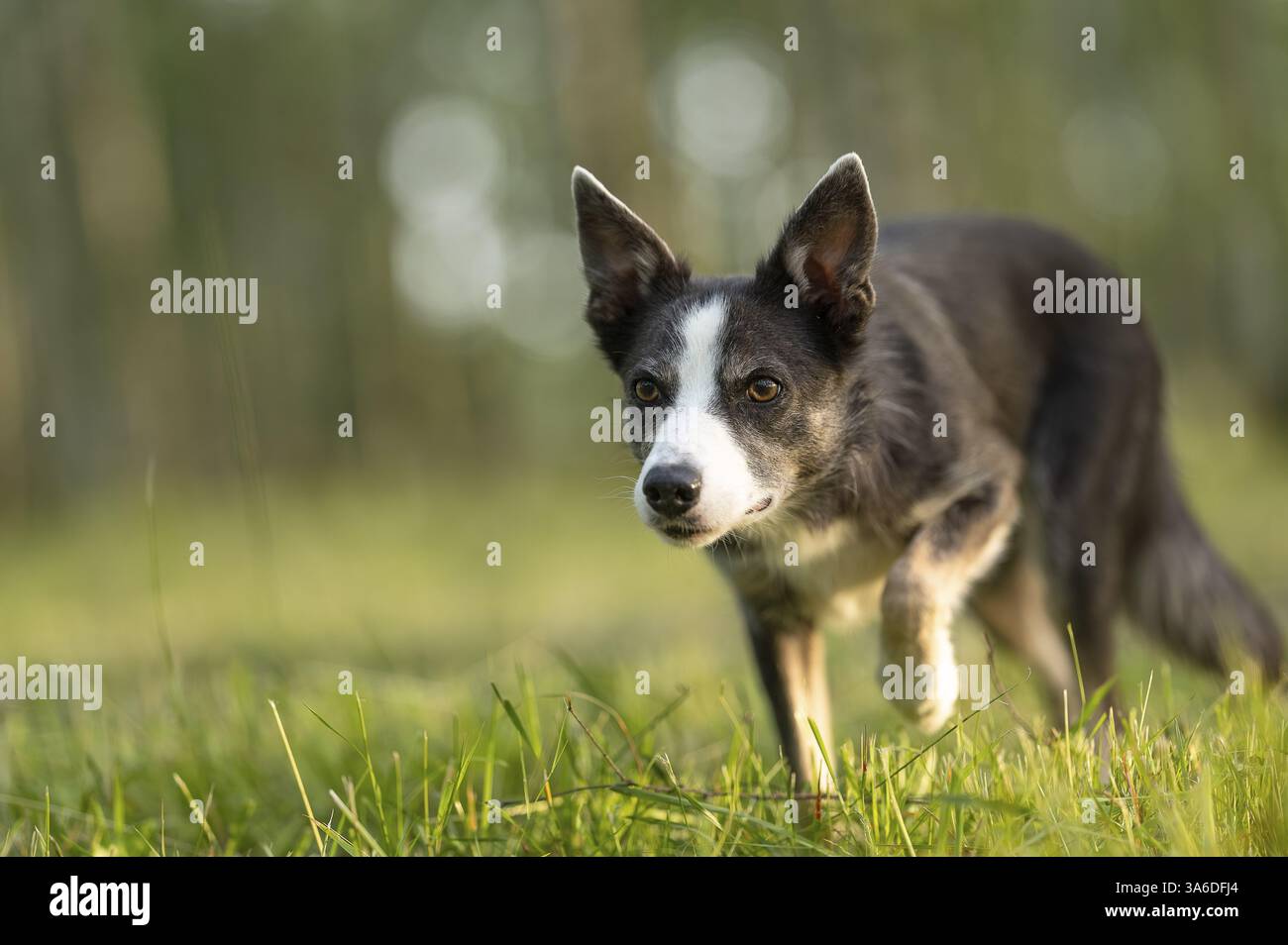 female Border Collie Stock Photo - Alamy