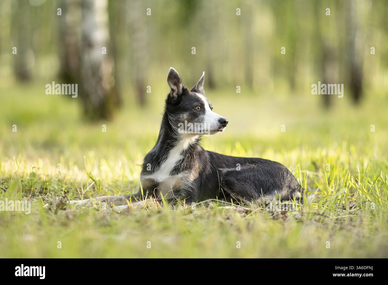 female Border Collie Stock Photo - Alamy