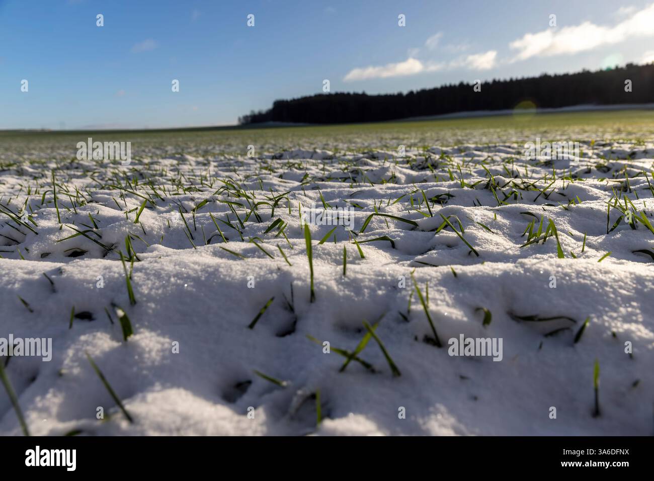 wheat hybrid for an early grain harvest, an agricultural field with ...