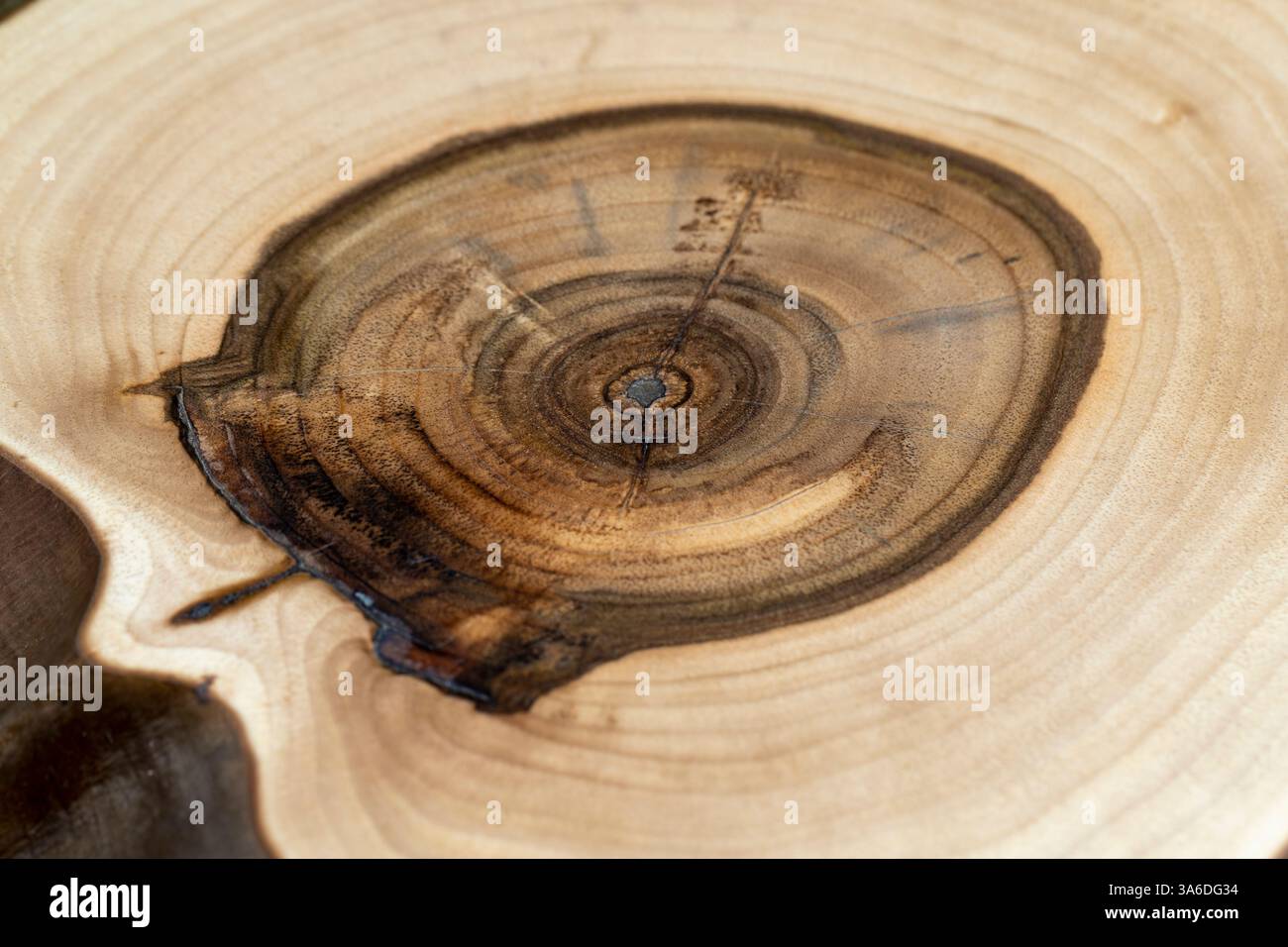 walnut trunk for the manufacture of interior details, processed ...