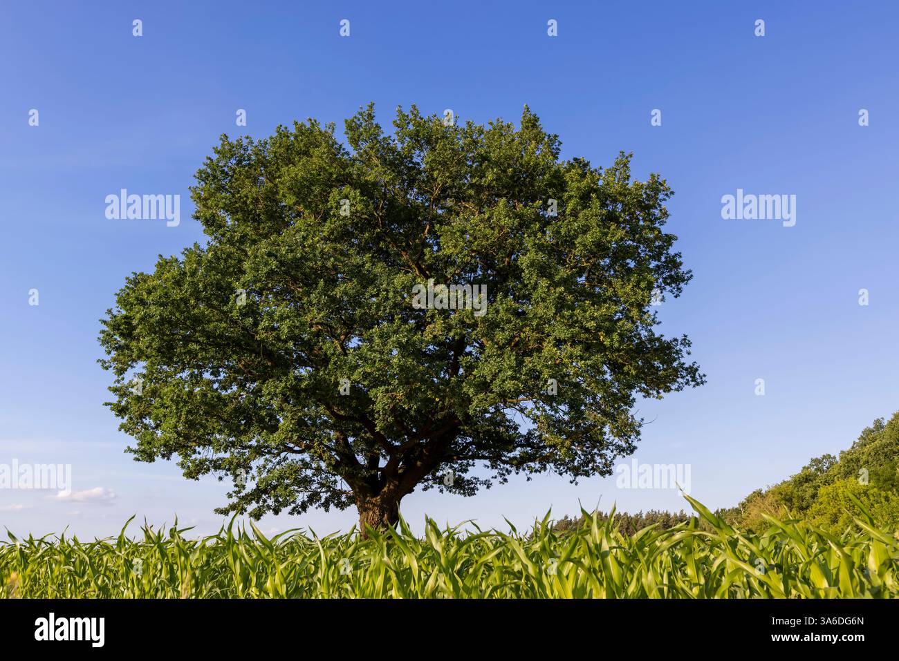 tall with green foliage one oak tree in the summer in a field, a green ...