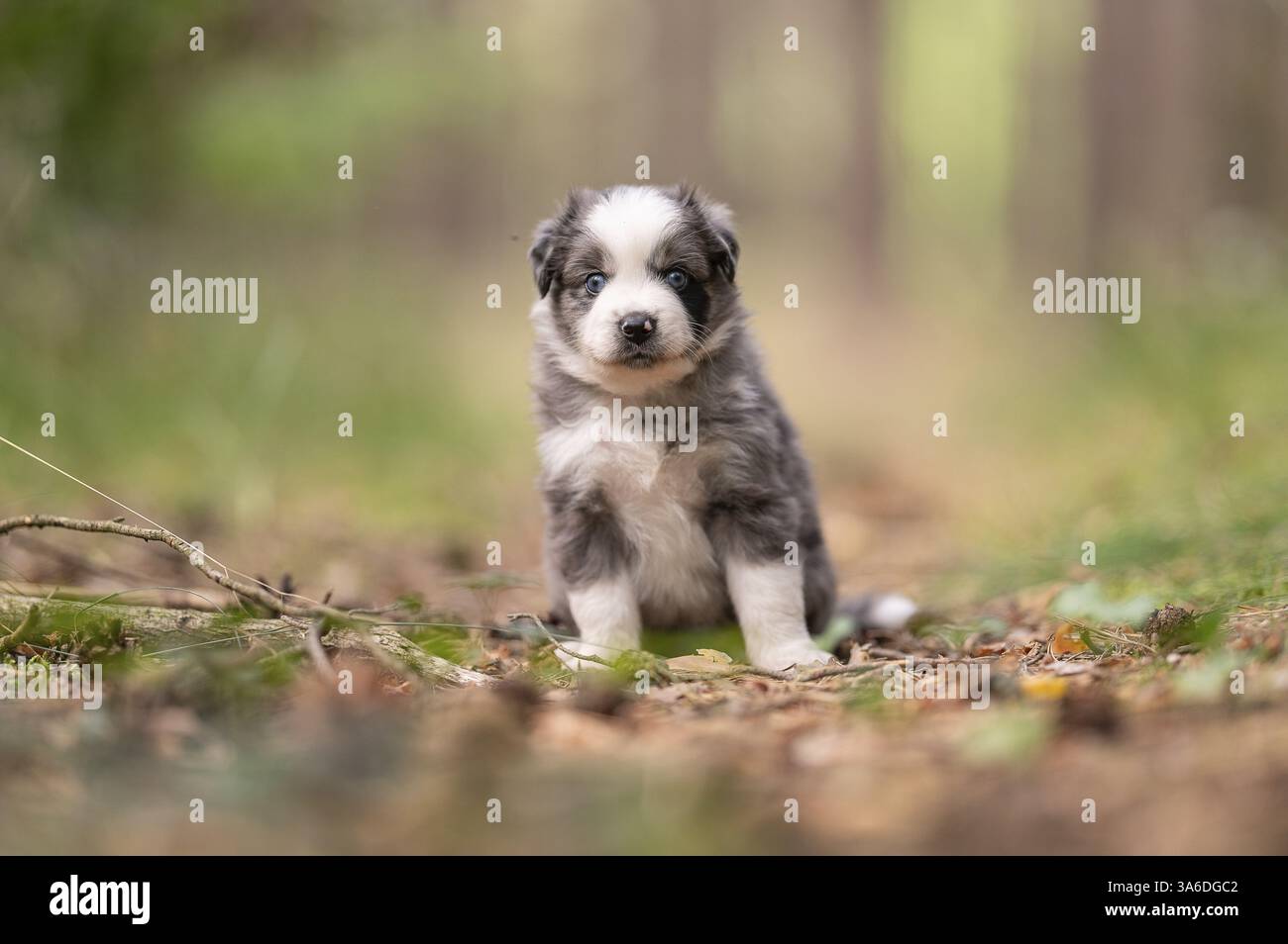 4 weeks old Miniature Australian Shepherd puppy Stock Photo - Alamy