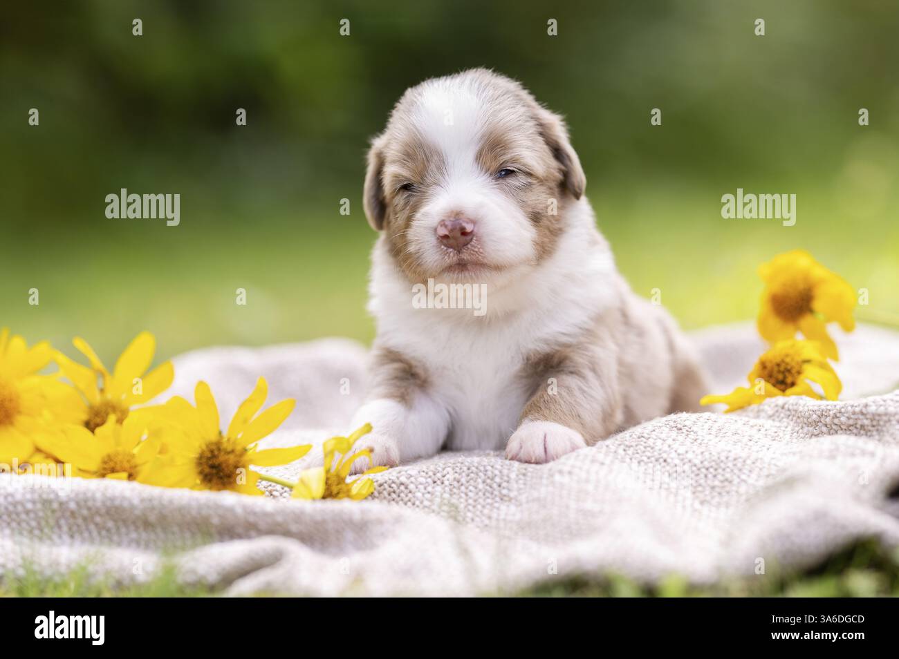 3 weeks old Miniature Australian Shepherd puppy Stock Photo - Alamy