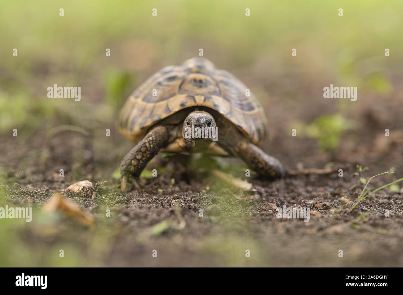 Horsfields tortoises hi-res stock photography and images - Alamy