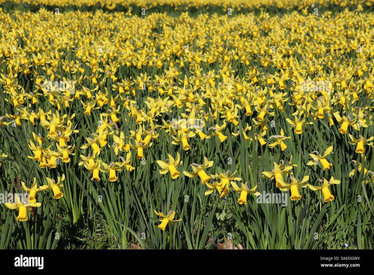 Field of yellow daffodils also called easter bells in spring (Karlsruhe ...