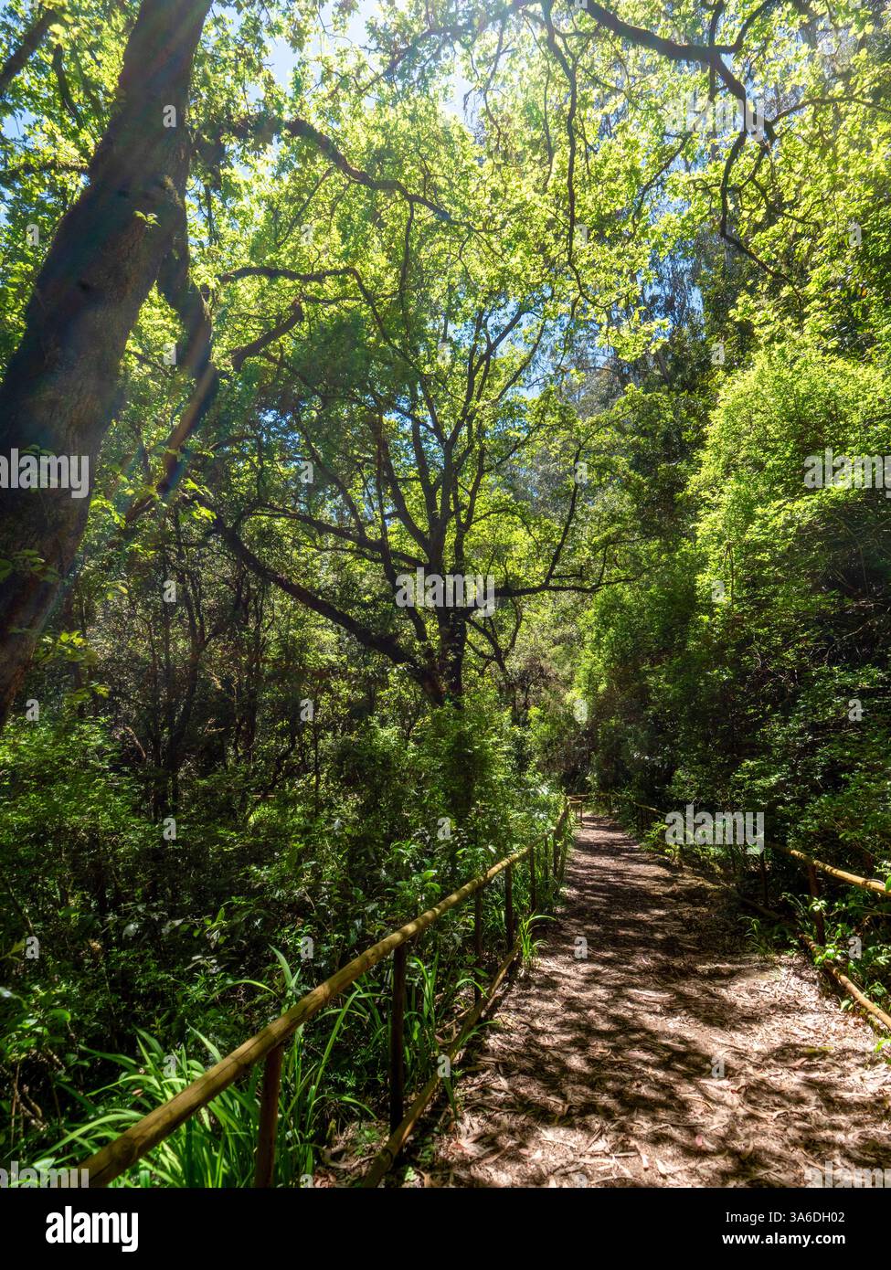 Hike in the Parque Florestal das Queimadas near the village of Santana ...