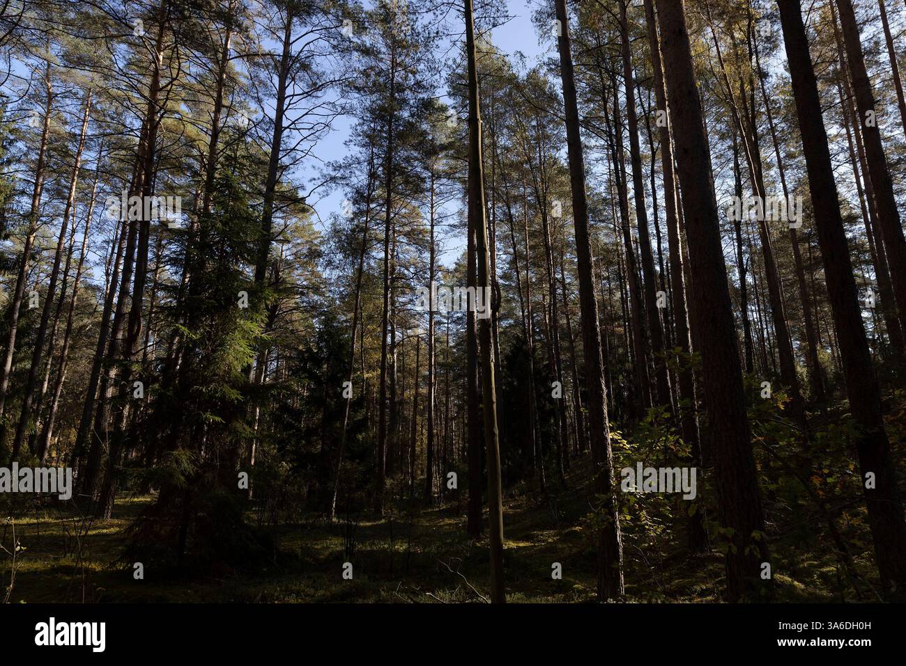 old pine forest and young deciduous trees in the sunlight in autumn, a ...
