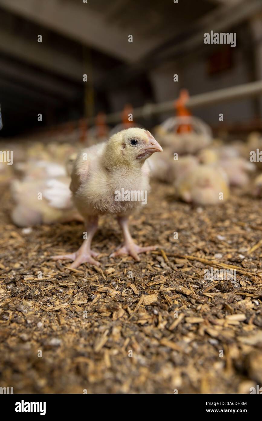 small chickens in down and feathers during cultivation at a poultry ...