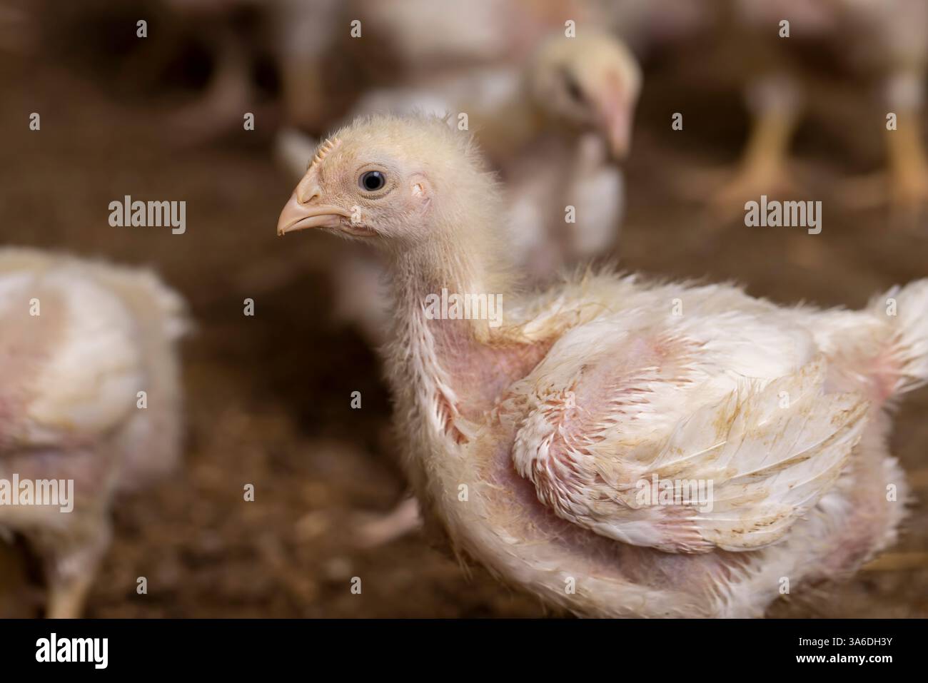 a poultry farm where chicken chickens are raised to produce meat ...