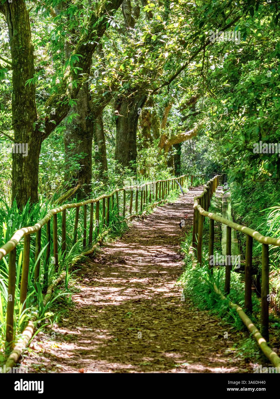 Hike in the Parque Florestal das Queimadas near the village of Santana ...