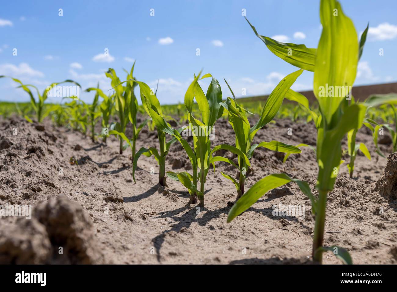 corn in the summer, growing a new crop of sweet corn for food ...