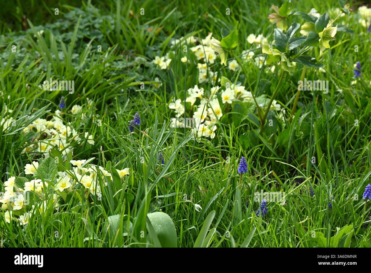 Spring flowermeadow scene with primroses and grape hyacinths UK march ...