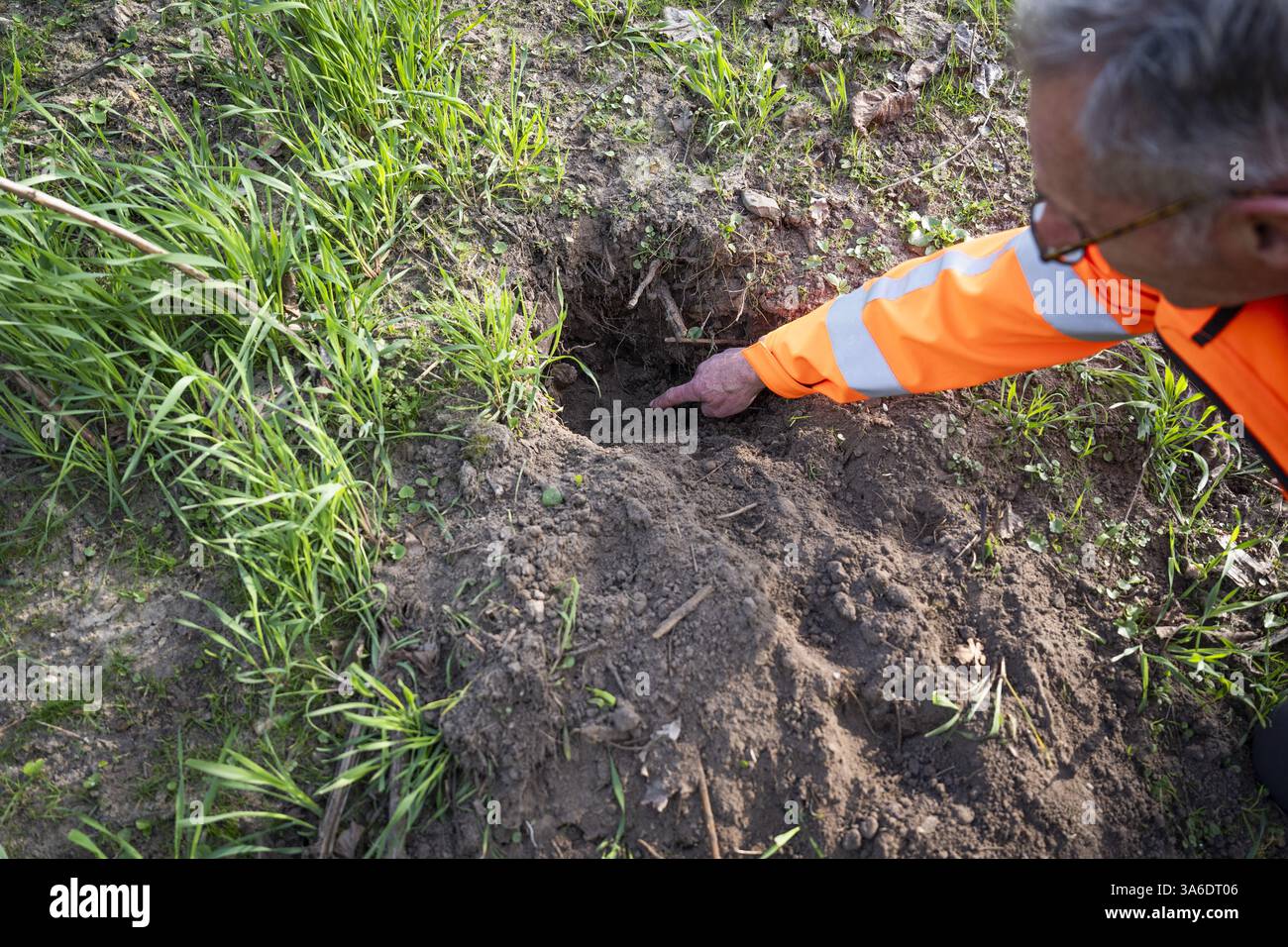RAVENSTEIN - A Prorail employee searches for damage caused by badgers ...