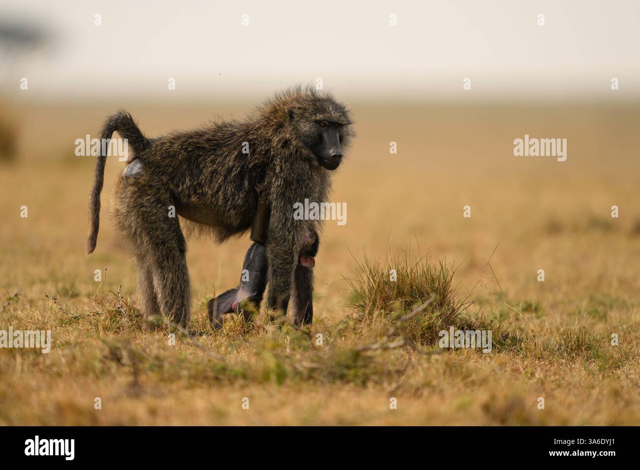 Newborn baboon clinging hi-res stock photography and images - Alamy