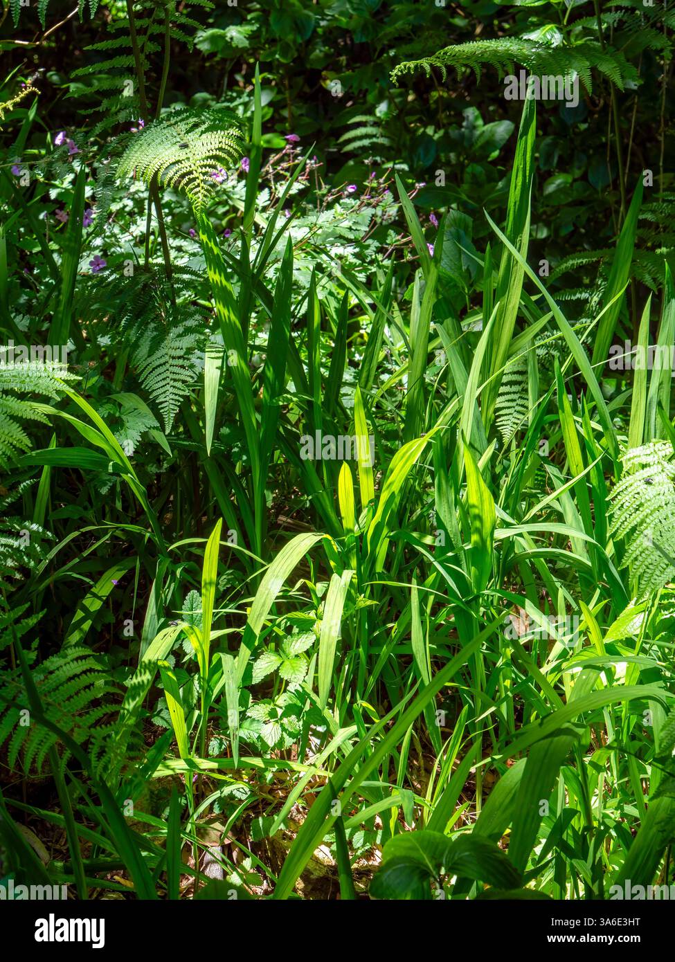 Lush greenery in the Parque Florestal das Queimadas near the village of ...