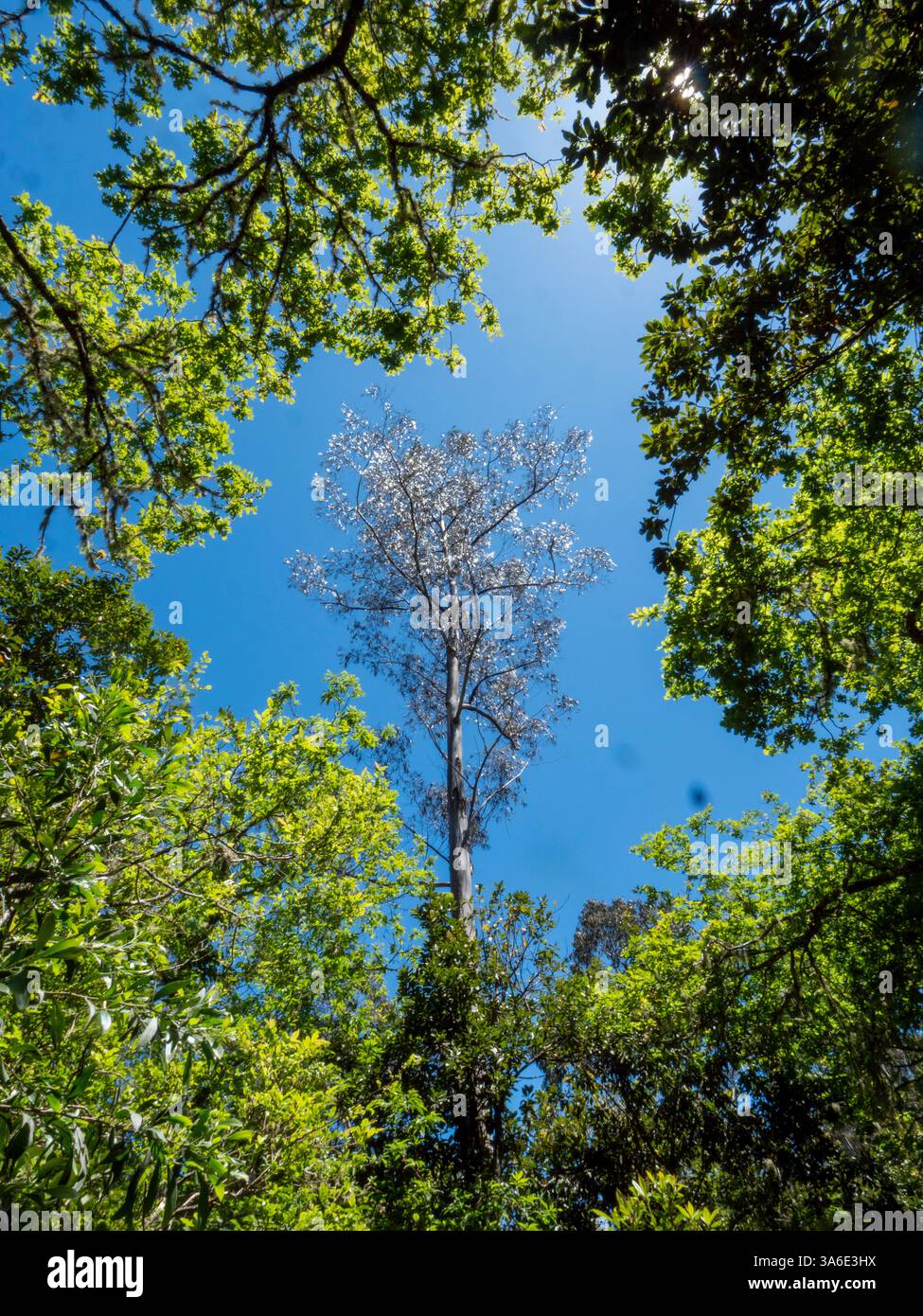 Lush greenery in the Parque Florestal das Queimadas near the village of ...