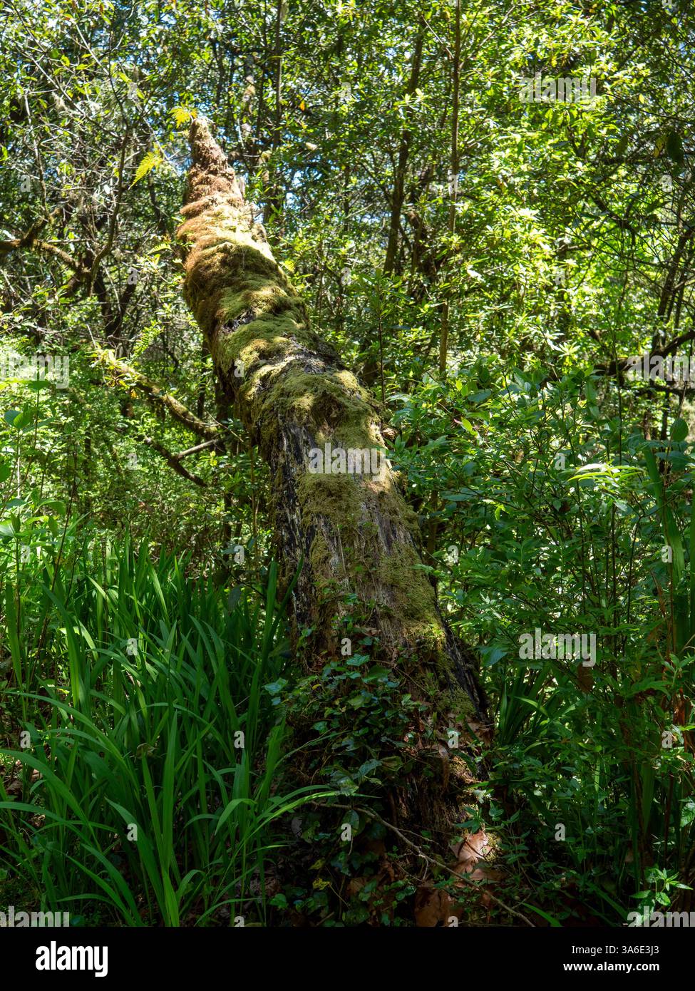 Lush greenery in the Parque Florestal das Queimadas near the village of ...