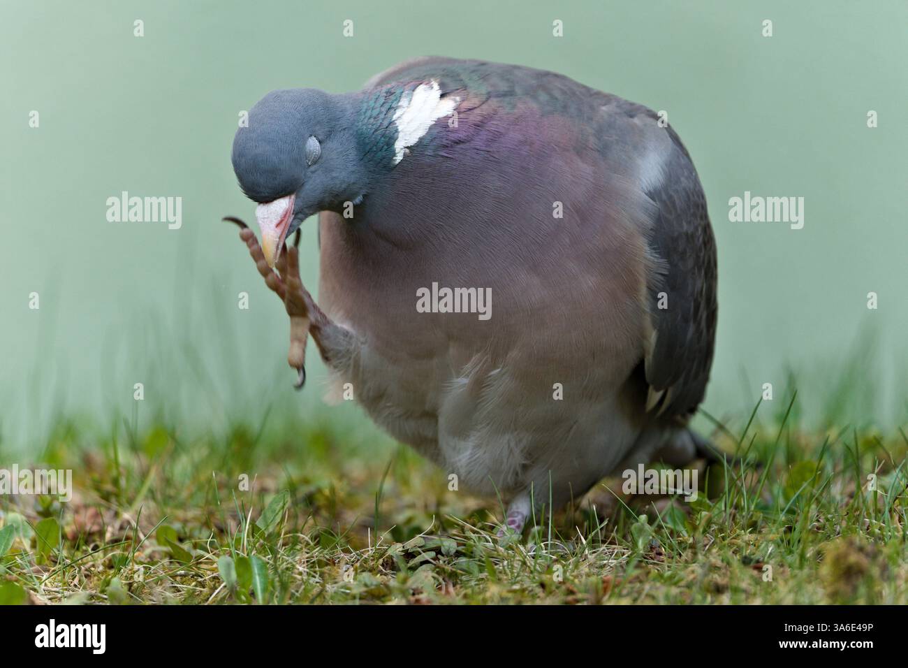 Common bird Columba palumbus aka Common Wood Pigeon. Close-up portrait ...