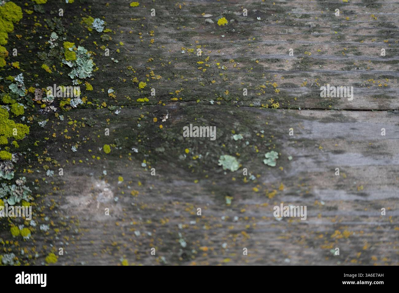 Lichen and moss grow on weathered wood, demonstrating natural ...