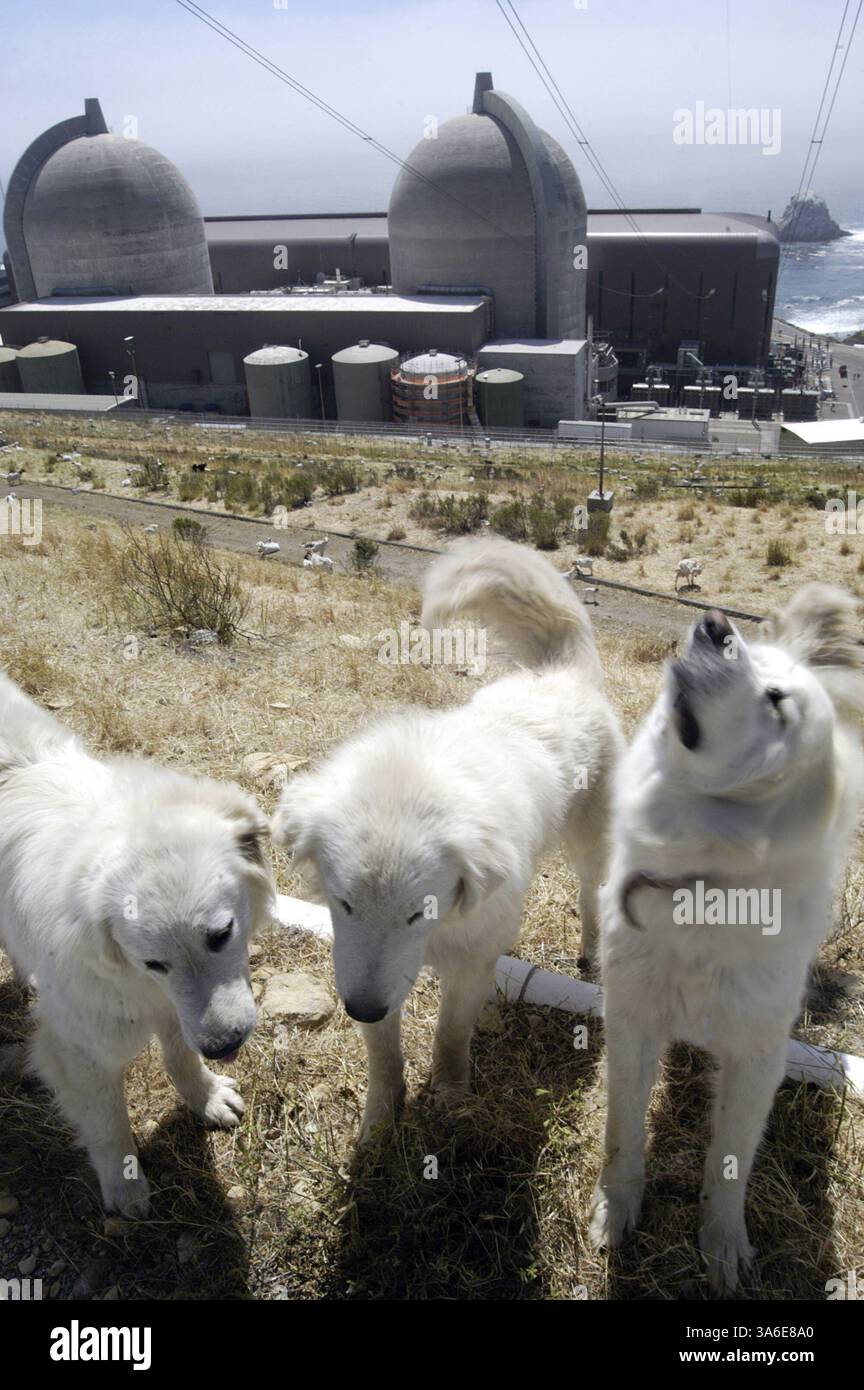 Apr 28, 2004; Avila Beach, CA, USA; ! Dogs stand watch over a heard of ...