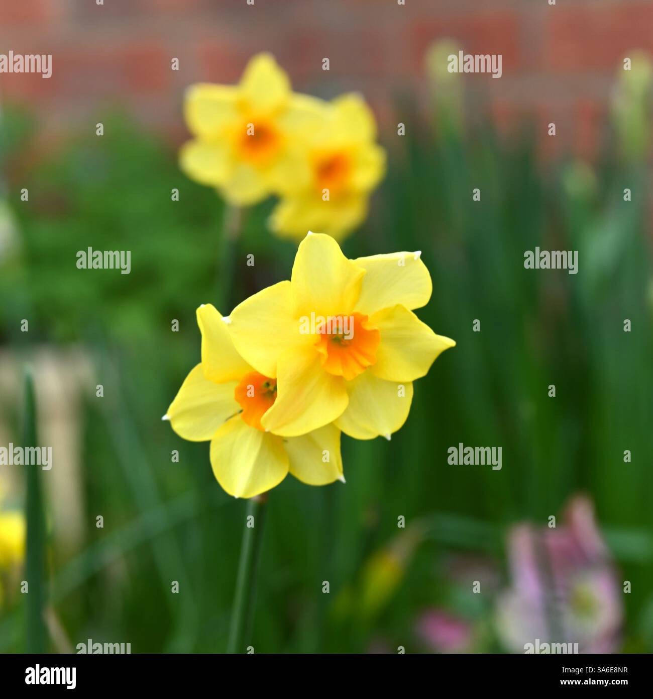 Yellow and orange spring flowers of jonquil daffodil Narcissus ...