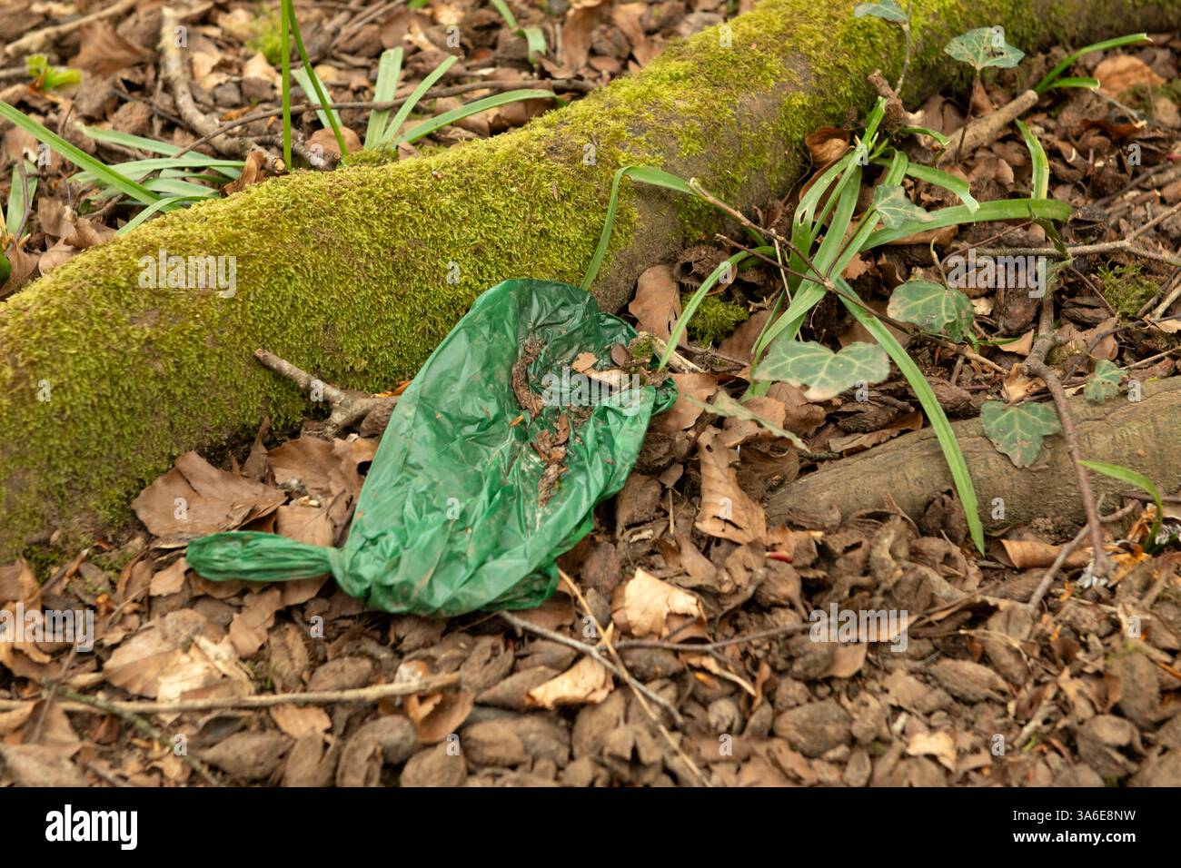 Used dog poo bag left behind by dog owner on woodland path in UK Stock ...